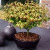 Acer palmatum Little Princess - Japanese Maple