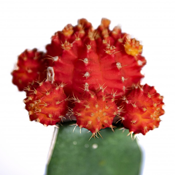 Moon Cactus Collection - THREE different Cacti Colours