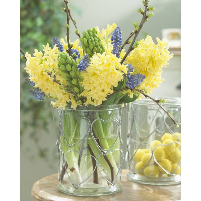 Rare Buttermilk Hyacinth Yellow Queen - Pack of THREE