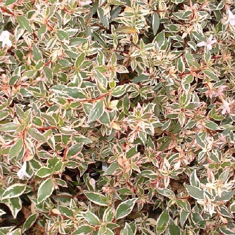Abelia grandiflora Confetti