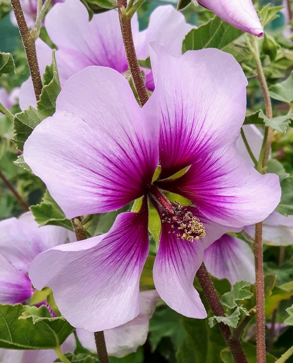 Lavatera maritima - Tree Mallow