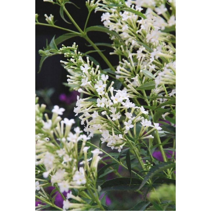 Buddleia Petite Snow White - Dwarf White Buddleja Butterfly Bush