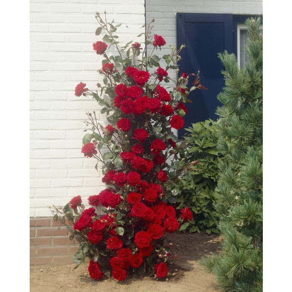Page 2 | Climbing Roses for Sale UK | Gardening Express