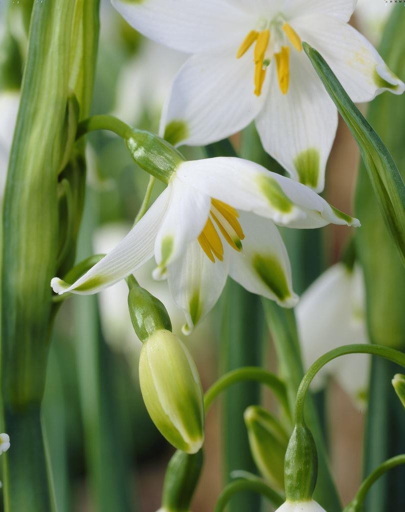 Leucojum aestivum - Snowbells or Summer Snowflakes