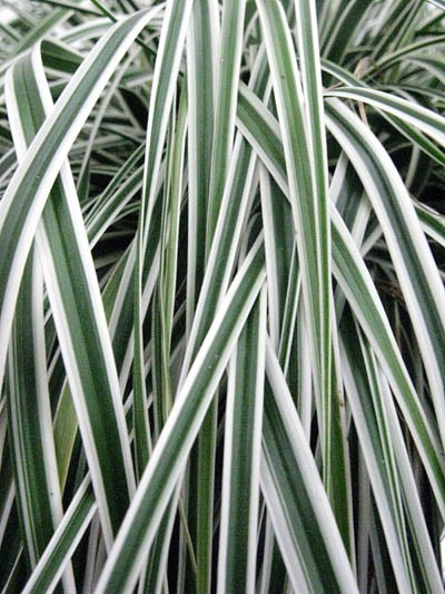 Carex oshimensis Evercolour® ‘Everest’ - Evergreen Japanese Sedge