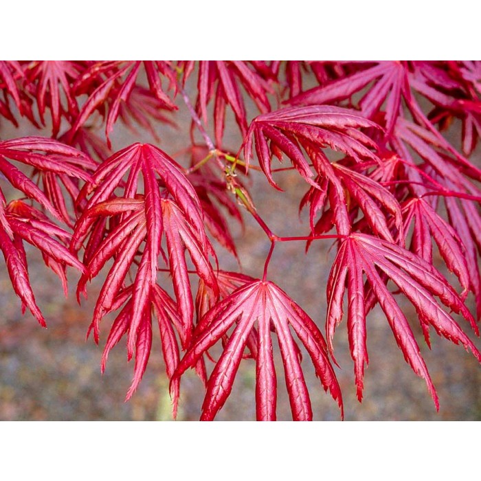 Large Acer Japanese Maple Tree - Acer palmatum Trompenburg - 120-150cms
