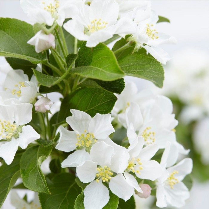 Malus Red Sentinel - Crabapple