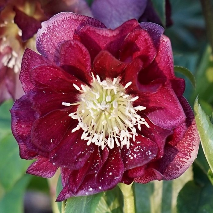 Helleborus 'Double Ellen Flash' - Oriental Hellebore
