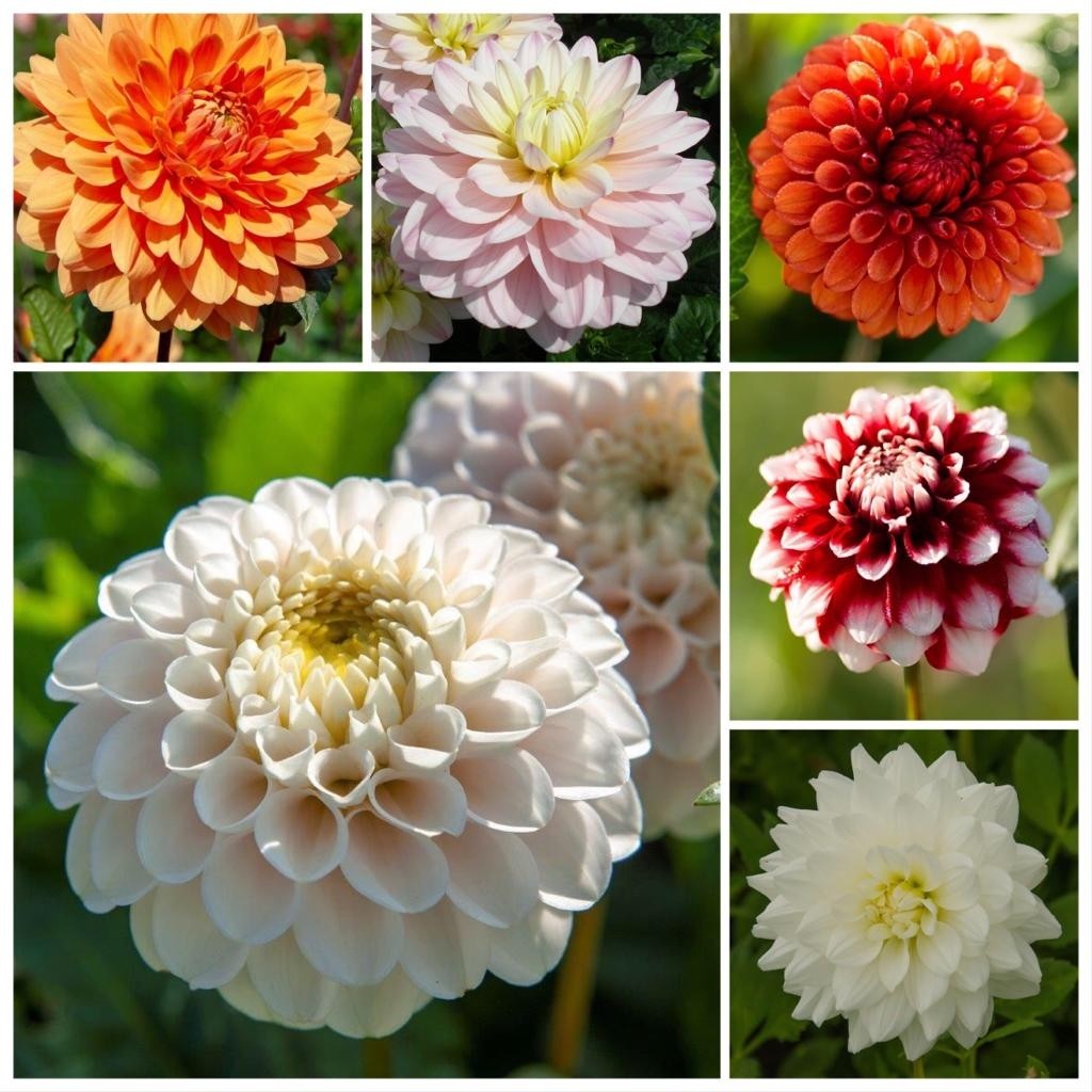 Premium varieties Dahlia Collection - Pack of FIVE Plants