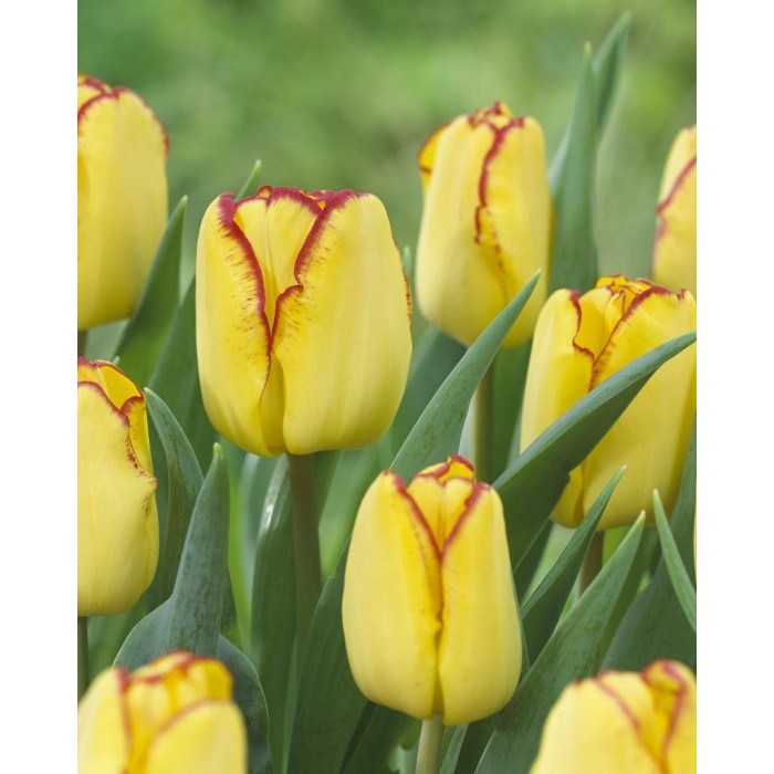 Tulipa Cape Town - Two Tone Tulips