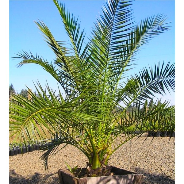 Palms & Palm Trees for Patio and Garden | Hardy palms UK