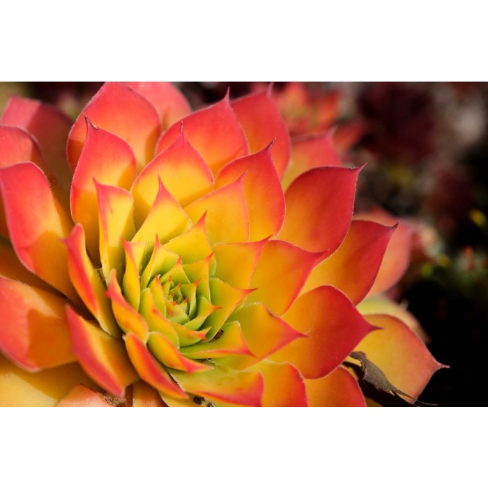Sempervivum 'Chick Charms' - Gold Nugget - Houseleek