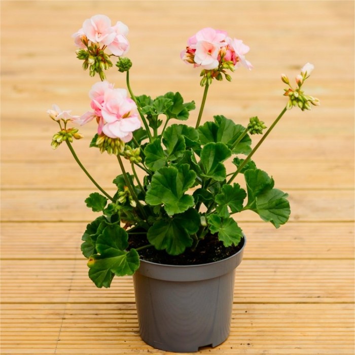 Geranium Toscana Light Pink