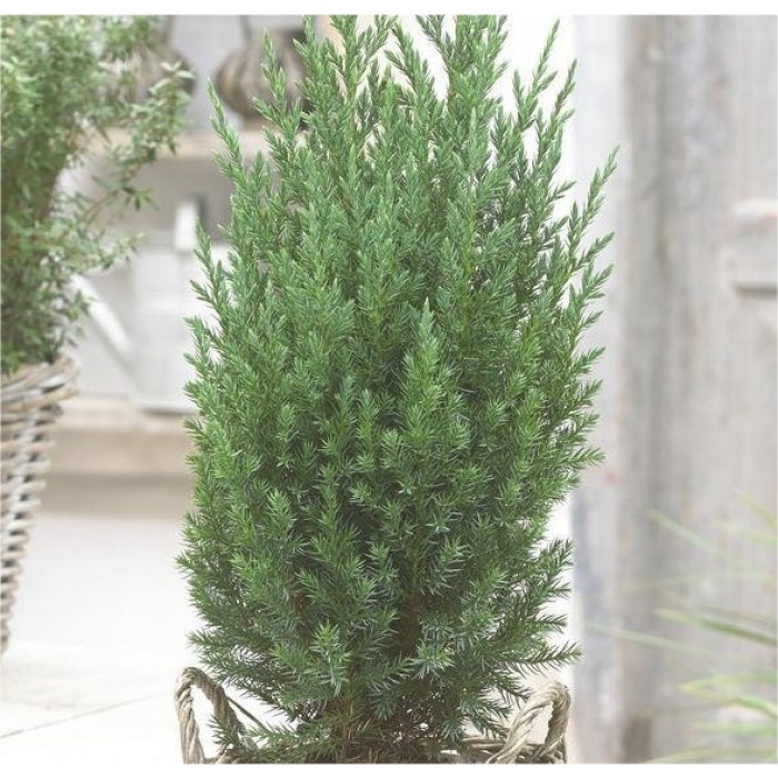 Juniperus chinensis Stricta' - Dwarf Slow Growing Conifer