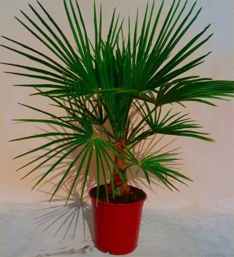 Trachycarpus fortunei - LARGE Hardy Windmill Palm - 100-120cm