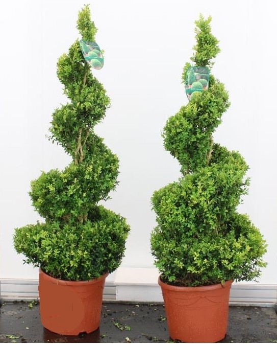 Spiral Topiary Buxus - Corkscrew Box wood Tree - Circa 100-120cms