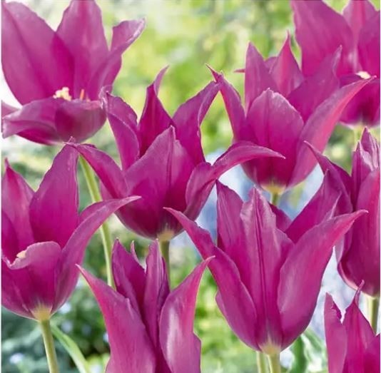 Tulip Purple Dream