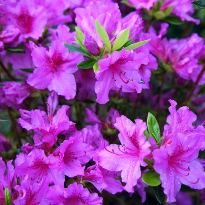 Azalea japonica 'Blue Danube' - Evergreen Japanese Azalea - Pack of ...