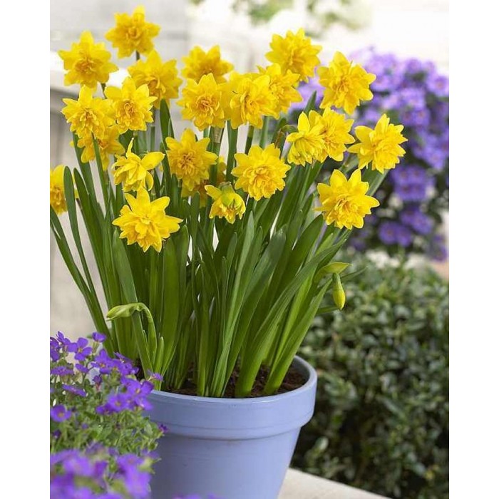 Double Flowering Tete Boucle Dwarf Daffodils in Bud