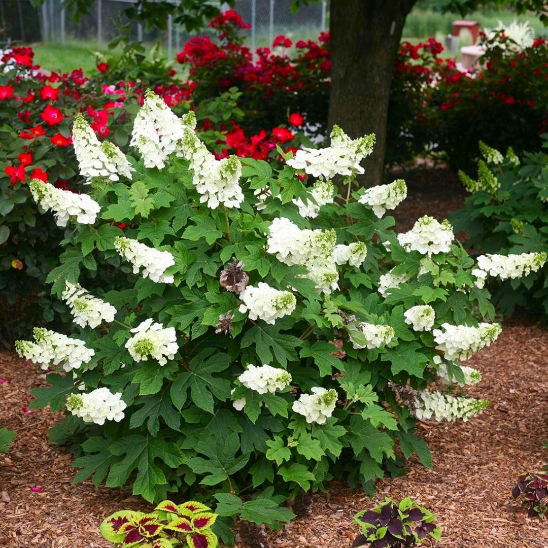 Hydrangea quercifolia Ruby Slippers - Oakleaf Hydrangea