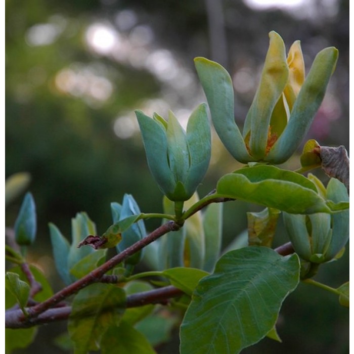 Magnolia acuminata Blue Opal - Blue Budded Tulip Tree