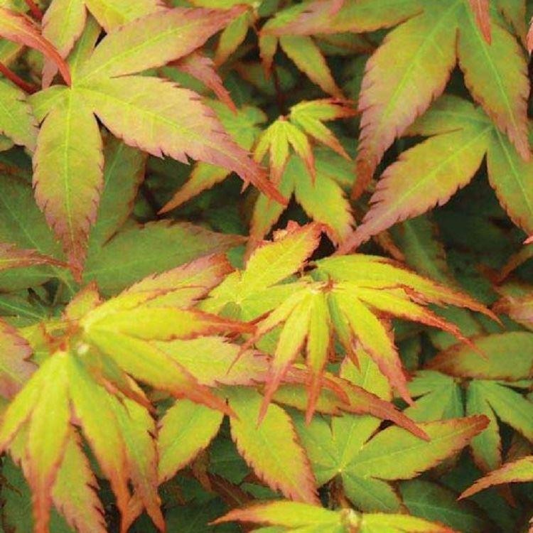 Acer palmatum Little Princess - Japanese Maple
