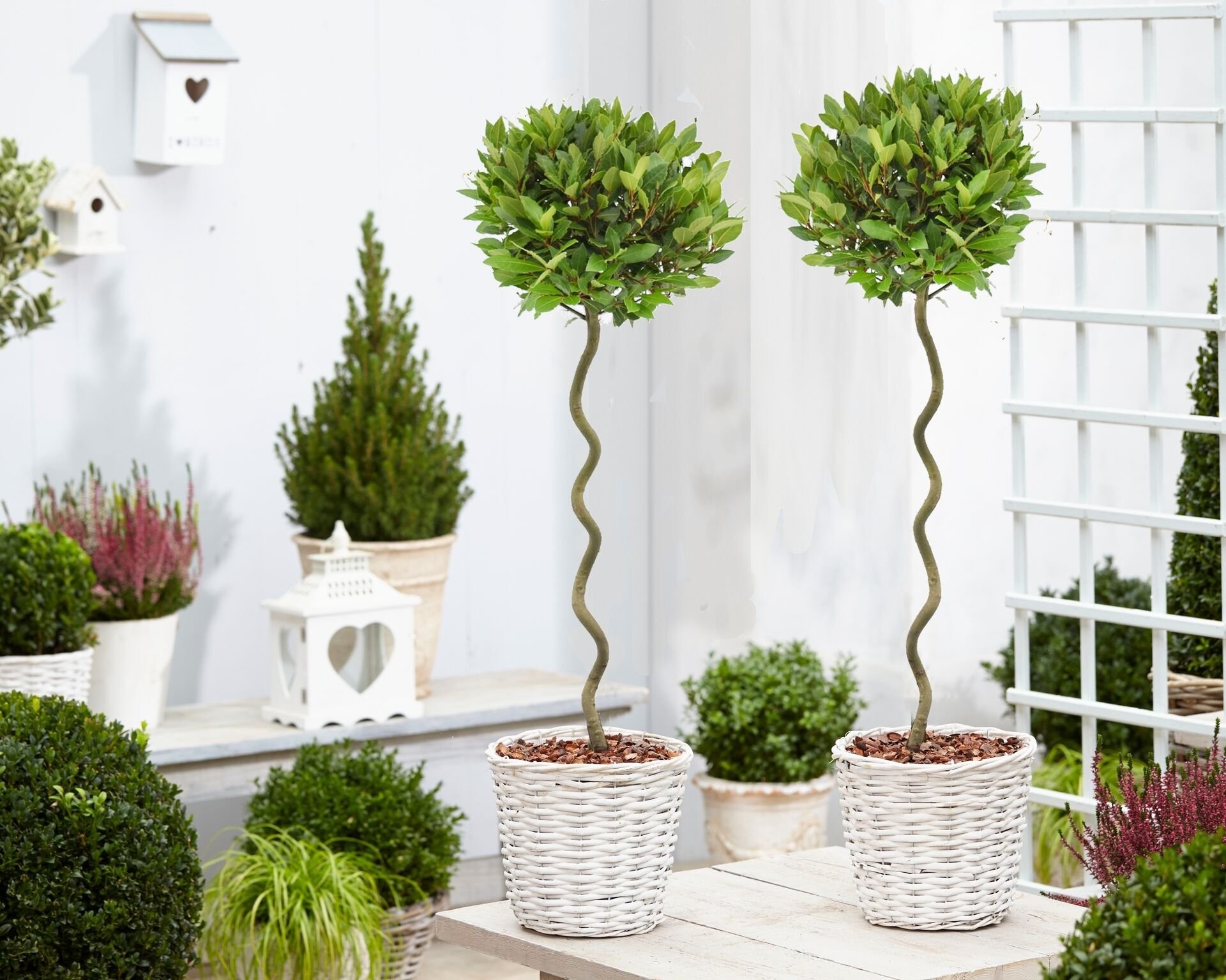 Pair of Corkscrew Standard Lollipop Spiral Bay Trees - Laurus nobilis ...