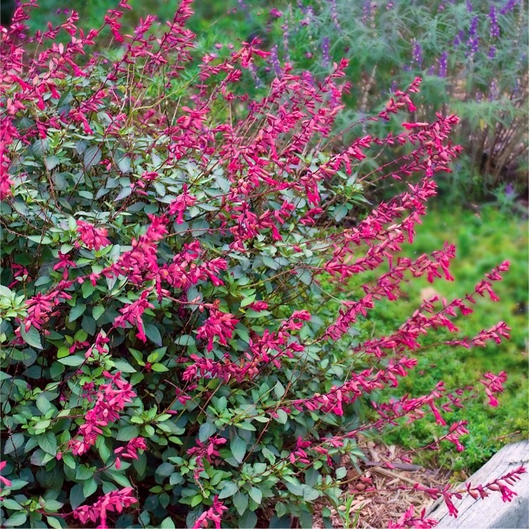 Salvia 'Wendy's Wish'