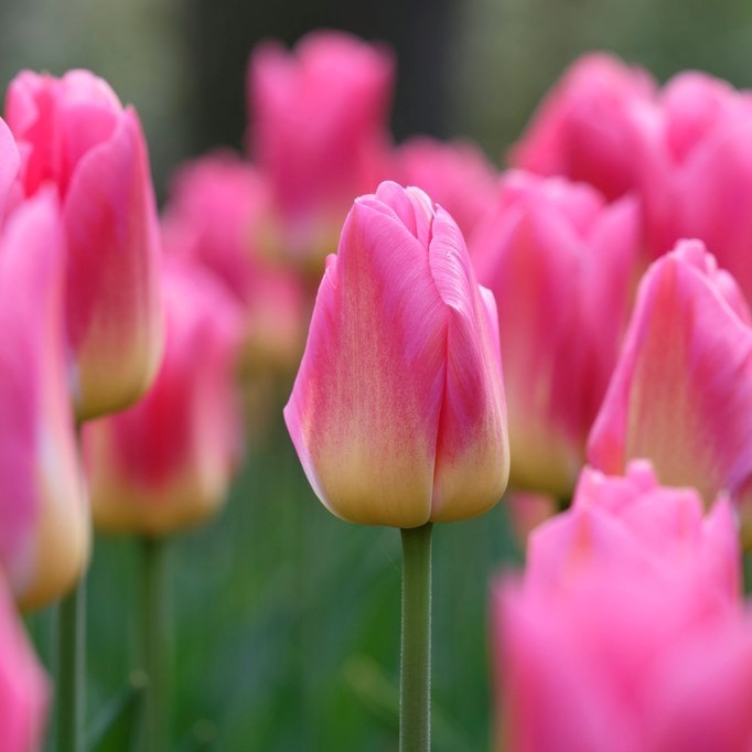 Tulip Tom Pouce - Pack of 12 Bulbs