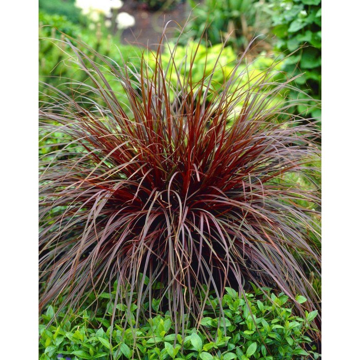 Uncinia rubra