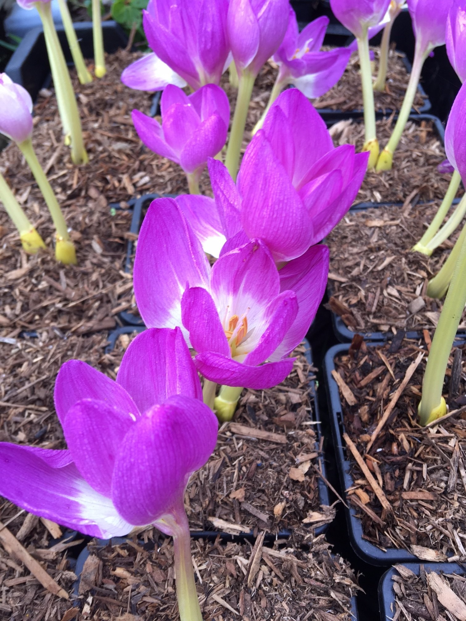 Colchicum autumnale - Autumn Crocus - In Bud & Bloom