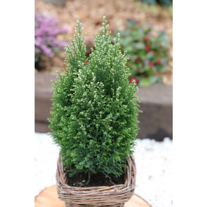 Chamaecyparis lawsoniana Snow White