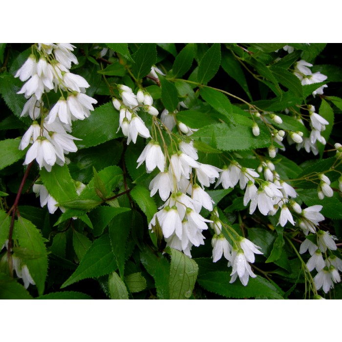 Deutzia gracilis Nikko - White Deutzia
