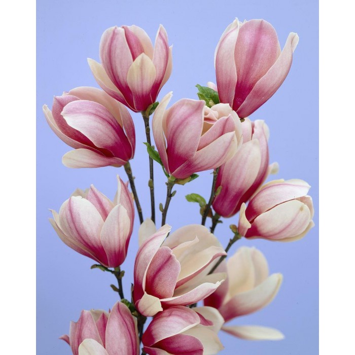 Magnolia Red Lucky - Chinese Magnolia Shrub