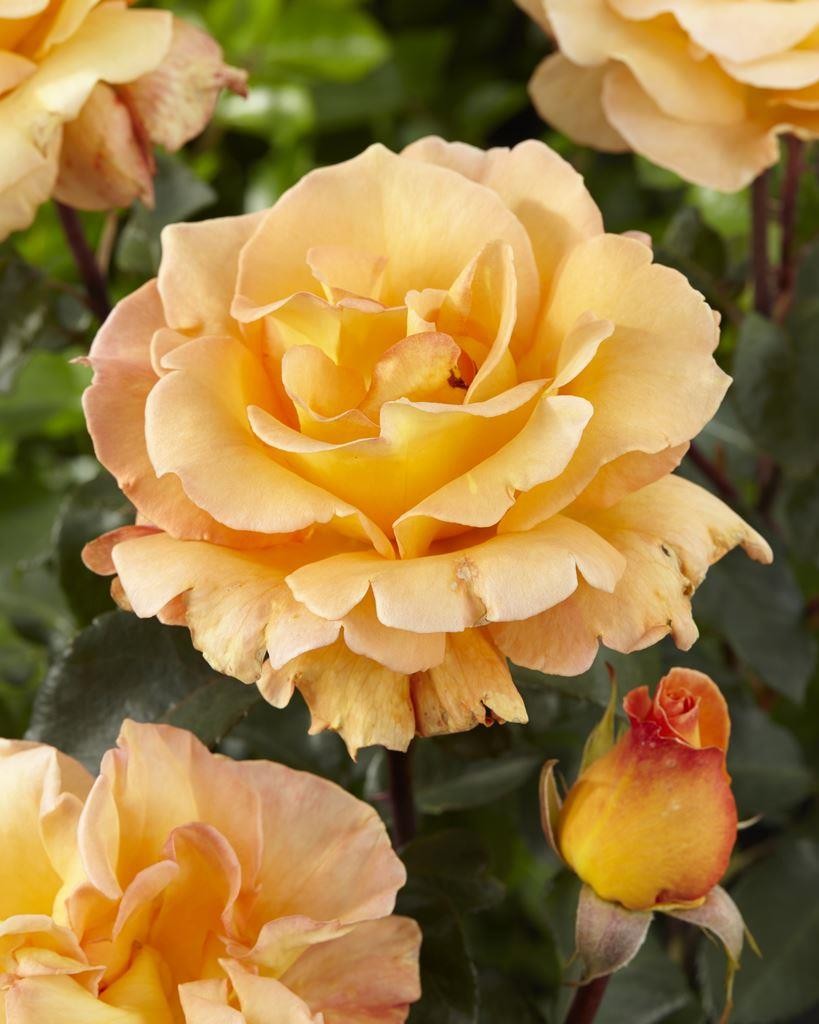 Rose Whisky Mac - Hybrid Tea Rose
