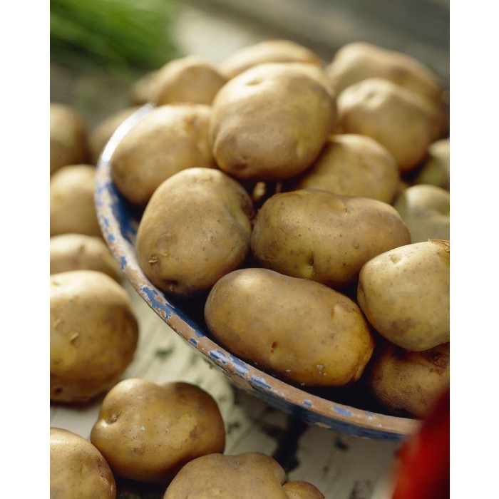 Wilja - 2nd Early Seed Potatoes - Pack of 10