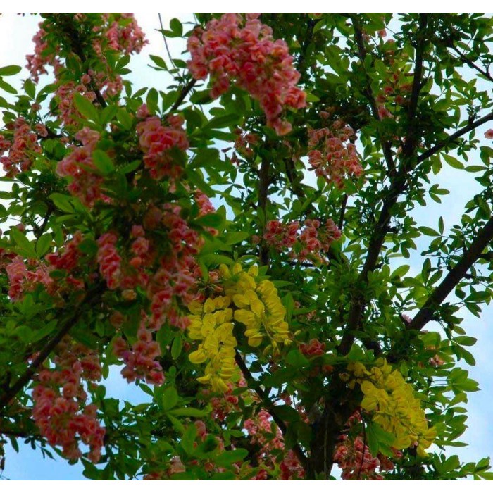 Adams Laburnum - Laburnocytisus adamii - Young Tree - 80-120cm tall