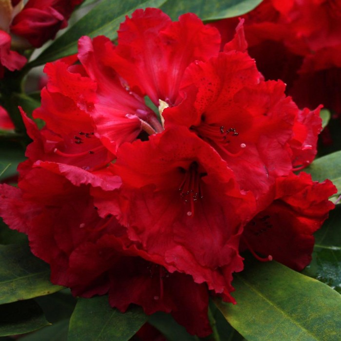 Large Flowered Rhododendron Collection - Evergreen Rhododendron Shrubs ...