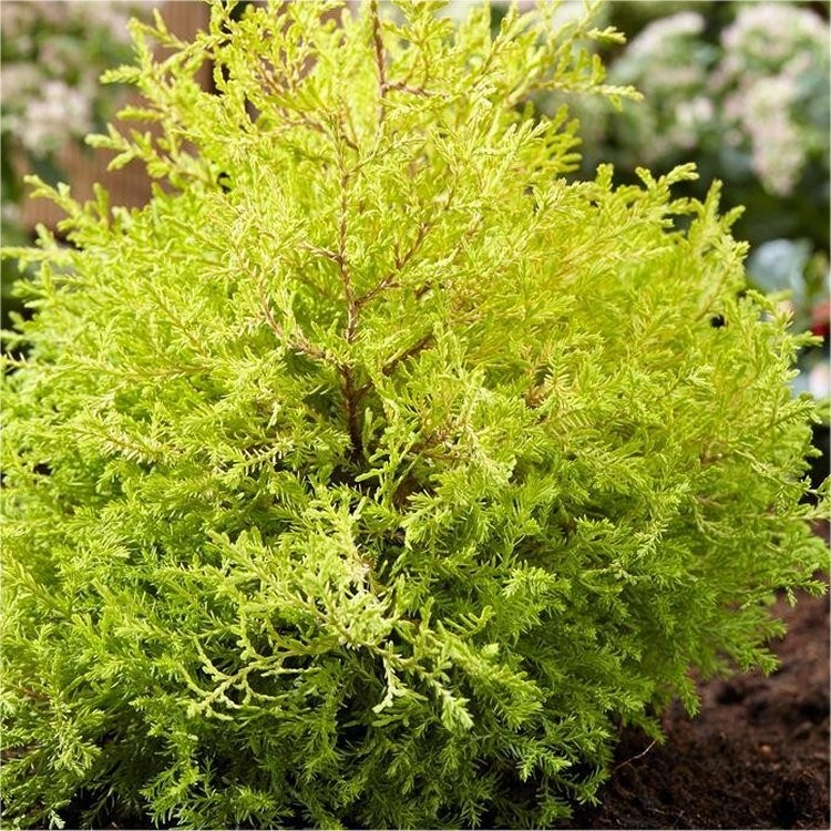 Thuja occidentalis Rheingold