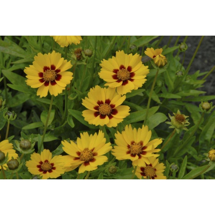 Coreopsis lanceolata Sterntaler