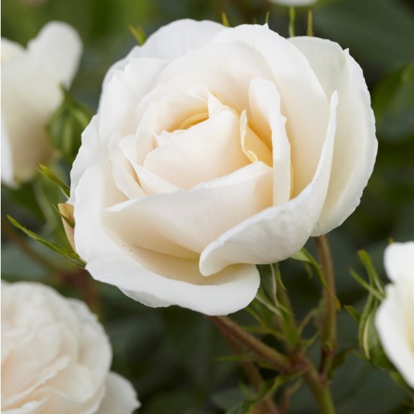 Page 3 | Gardening Express - Roses - Bush and Shrub Roses