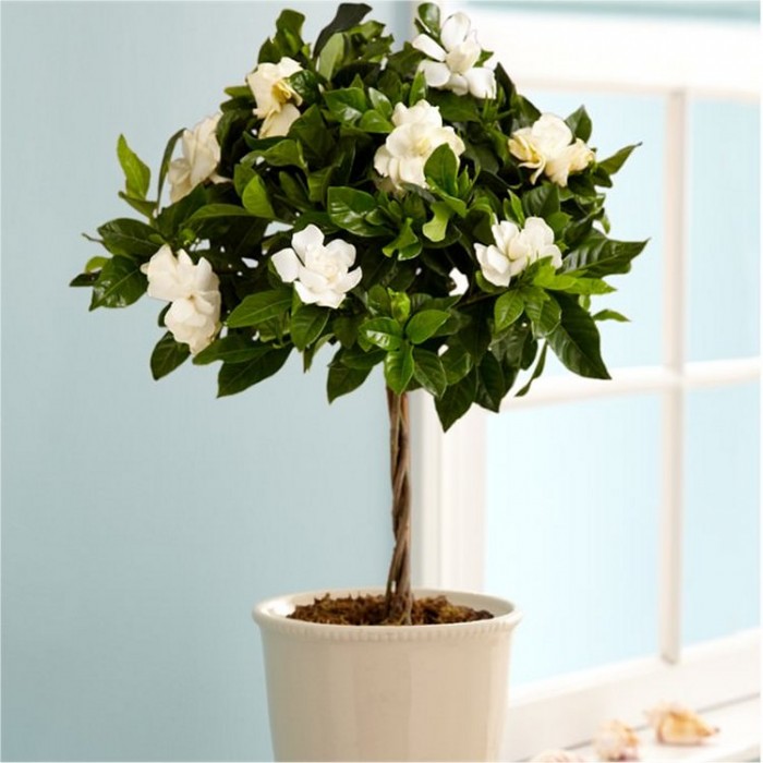 Magnificently Fragranced Topiary Standard Gardenia Tree in Bud and Bloom