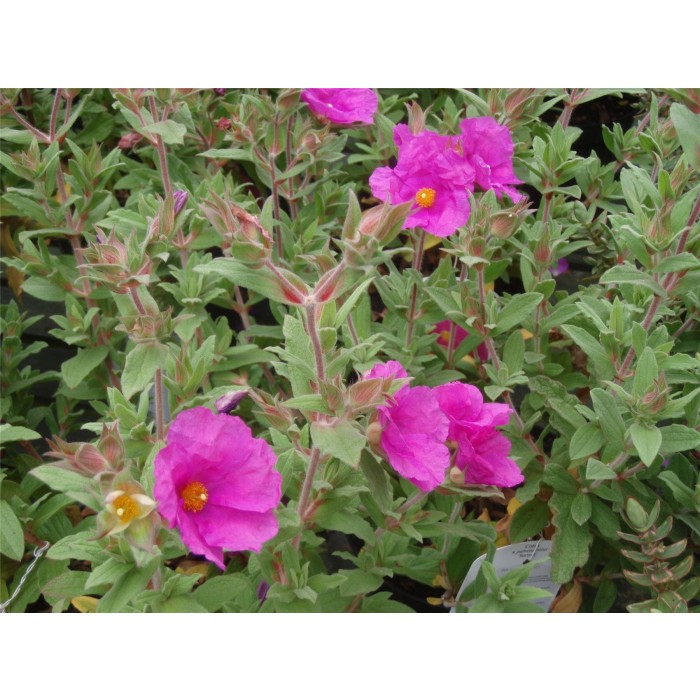 Cistus Sunset - Rock Rose - Compact Mass Flowering