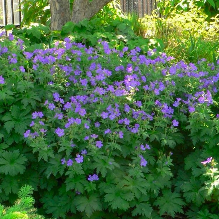 Geranium sylvaticum 'Mayflower' - Wood Cranesbill