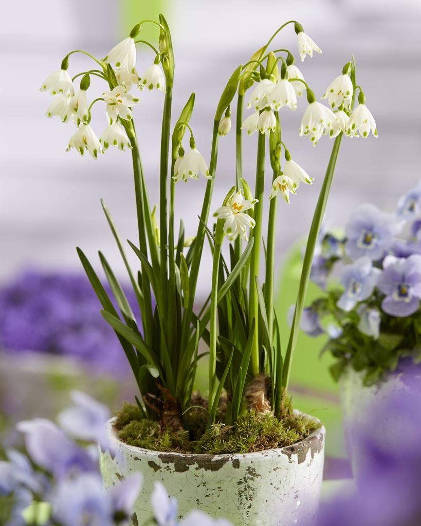 Leucojum aestivum - Snowbells or Summer Snowflakes - Pack of 10 Bulbs