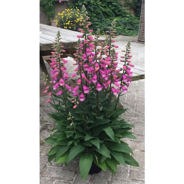 Page 2 | Digitalis Plants for Sale | Buy Foxgloves UK