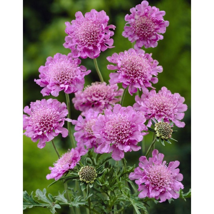 Scabious Pink Mist - Scabiosa - Pincushion Flower