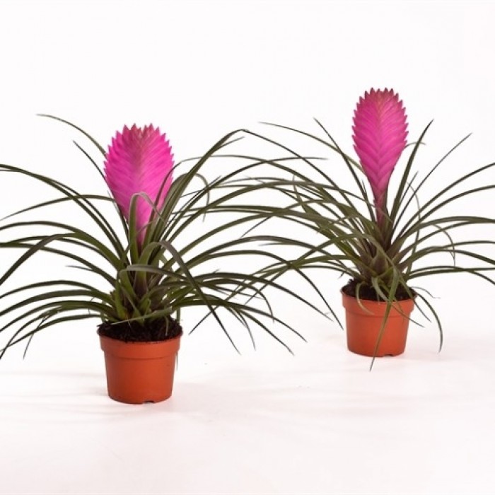 Exotic Looking Bromelia - Tillandsia cyanea 'Anita' Plant