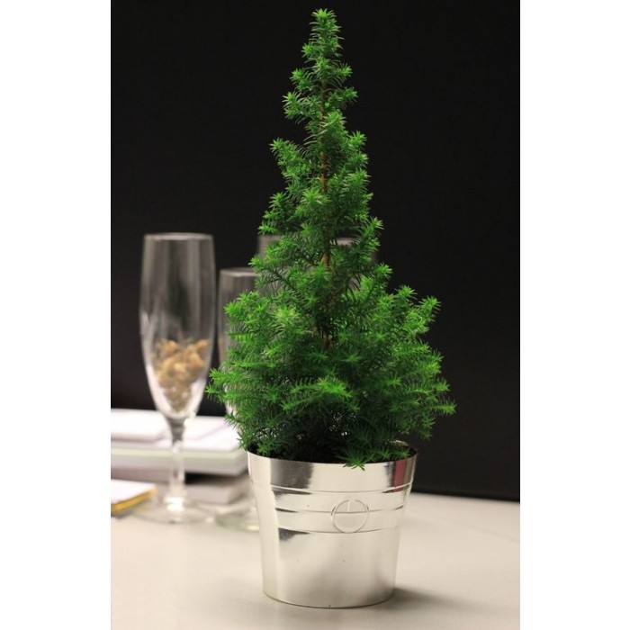 Top Point Mini Christmas Tree