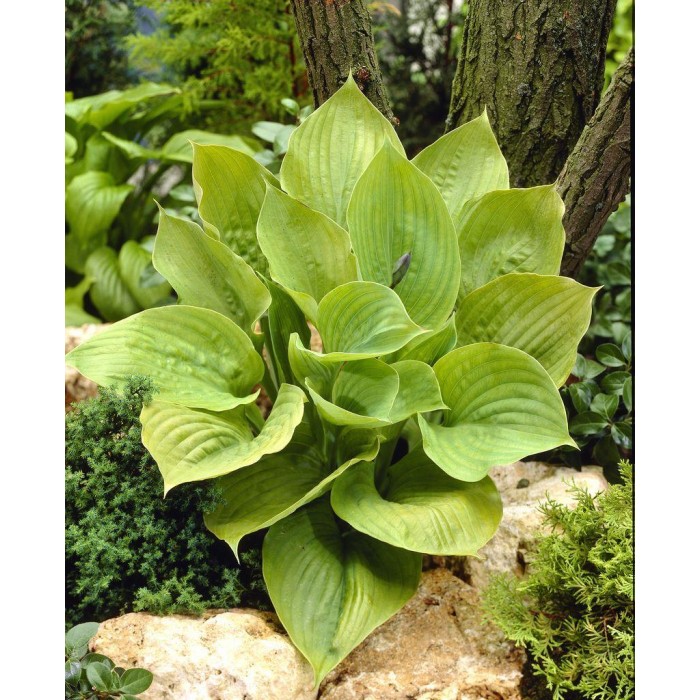 Hosta 'Sum and Substance'